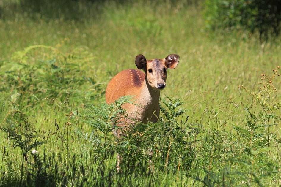 Email the Coordinator | Acknowledging Recreational Deer Hunters